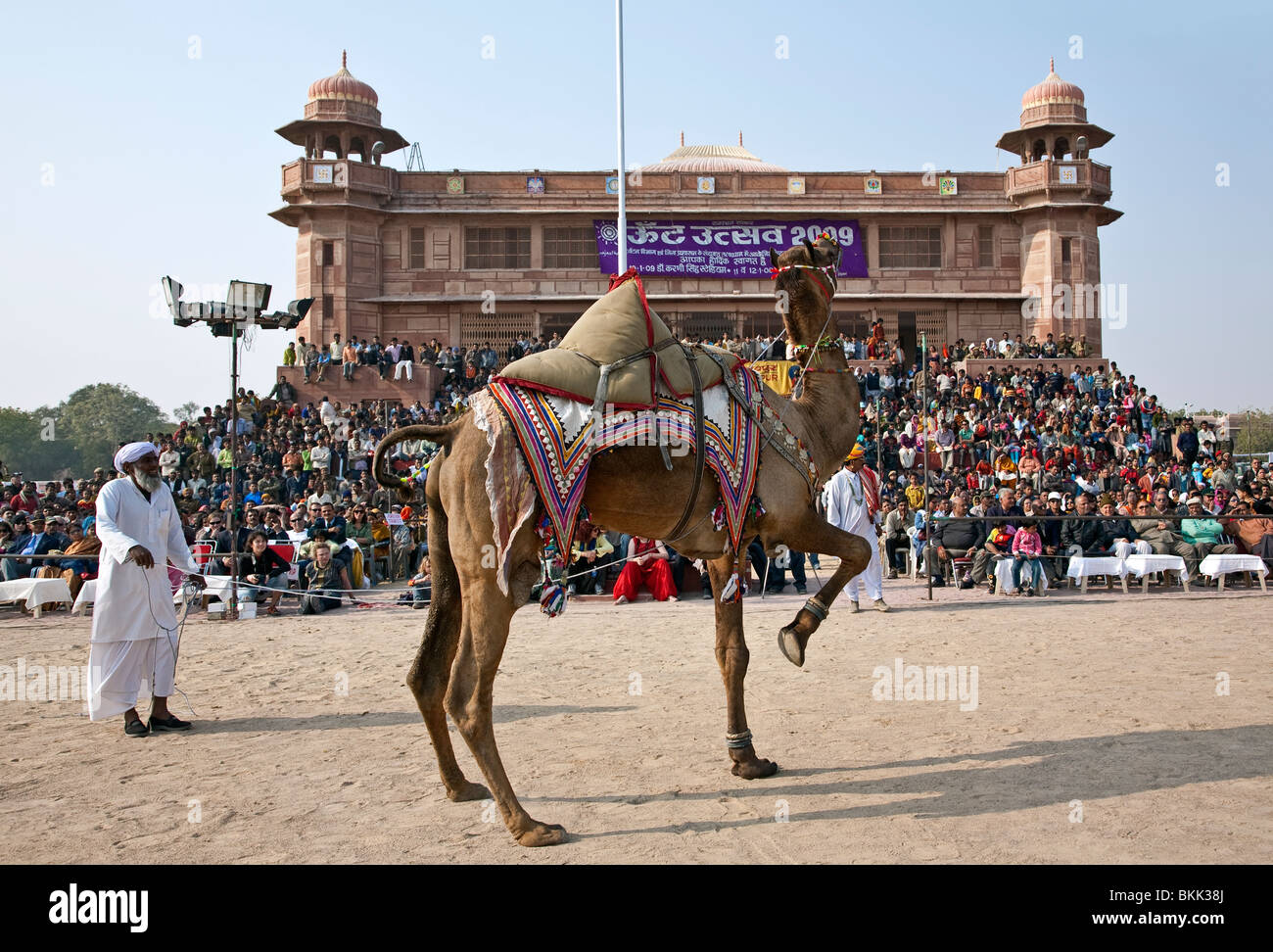 Camel exhibition. Bikaner Camel Festival. Rajasthan. India Stock Photo ...