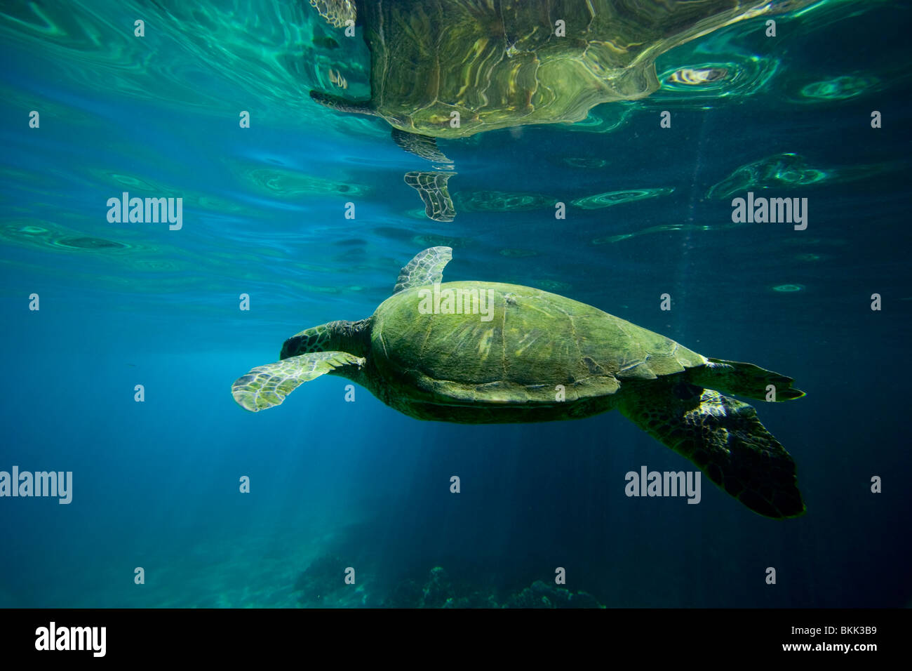 Floating in a sea of liquid bliss and light rays, a moss-covered turtle ...