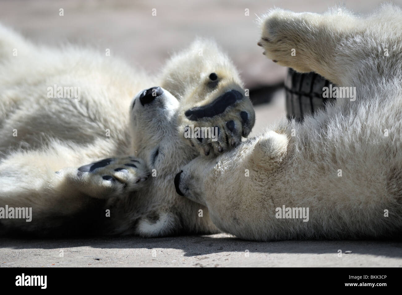 Two little polar bear cubs playing Stock Photo - Alamy