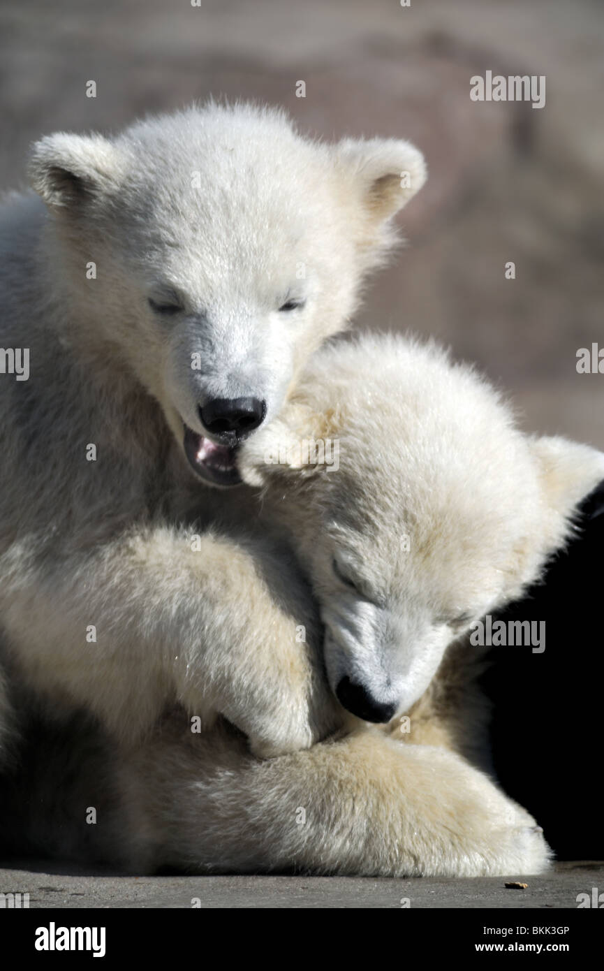 Two little polar bear cubs playing Stock Photo - Alamy