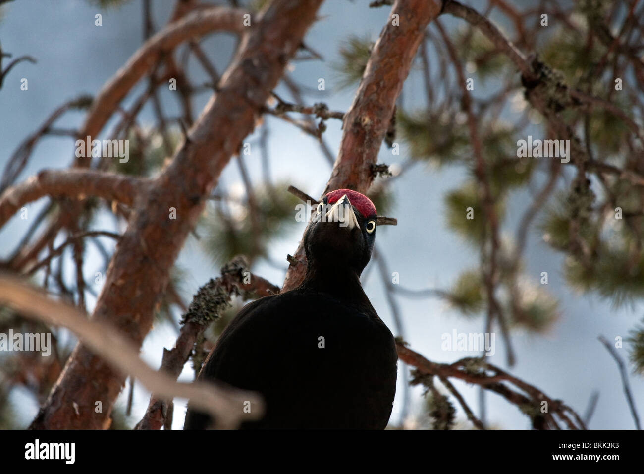 Bird black woodbecker Stock Photo - Alamy