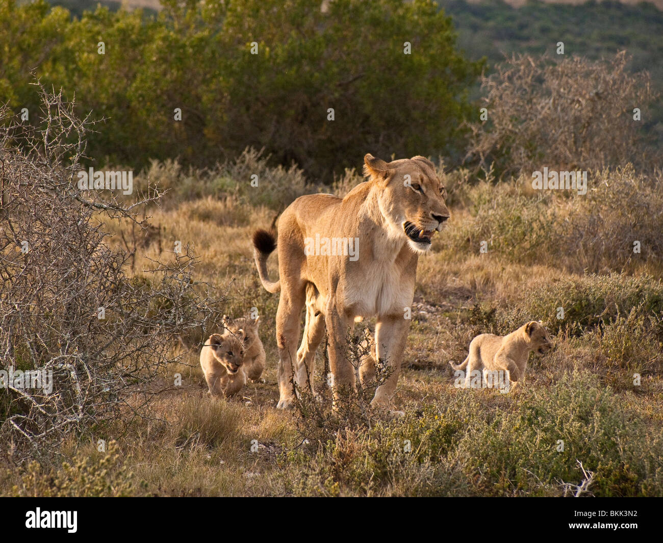 Lioness and cubs hi-res stock photography and images - Alamy