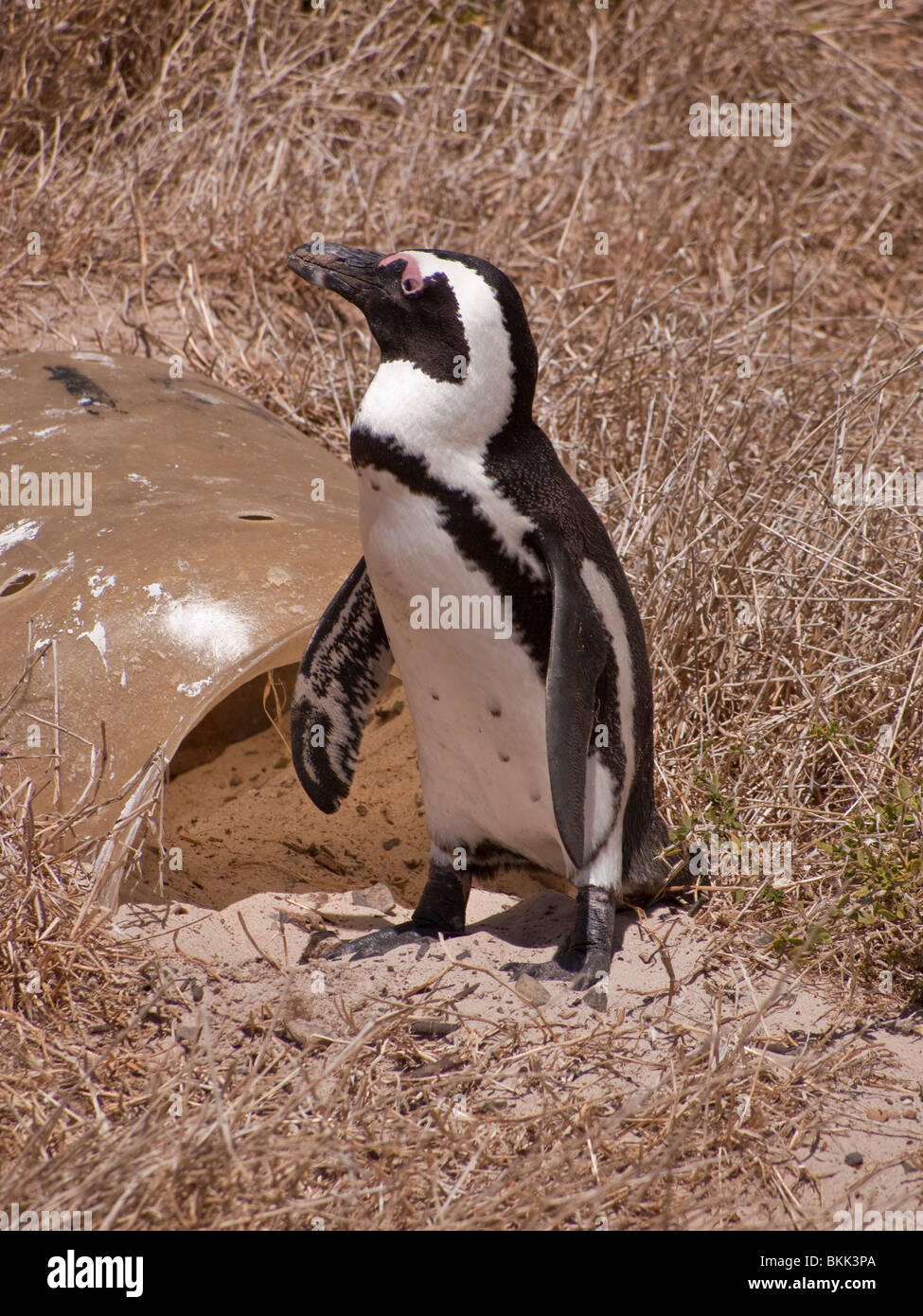 African penguin nest hi-res stock photography and images - Alamy