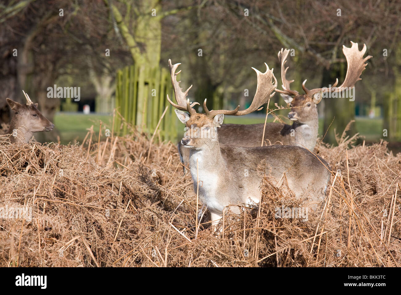 Fallow Stag British Stock Photos & Fallow Stag British Stock Images - Alamy