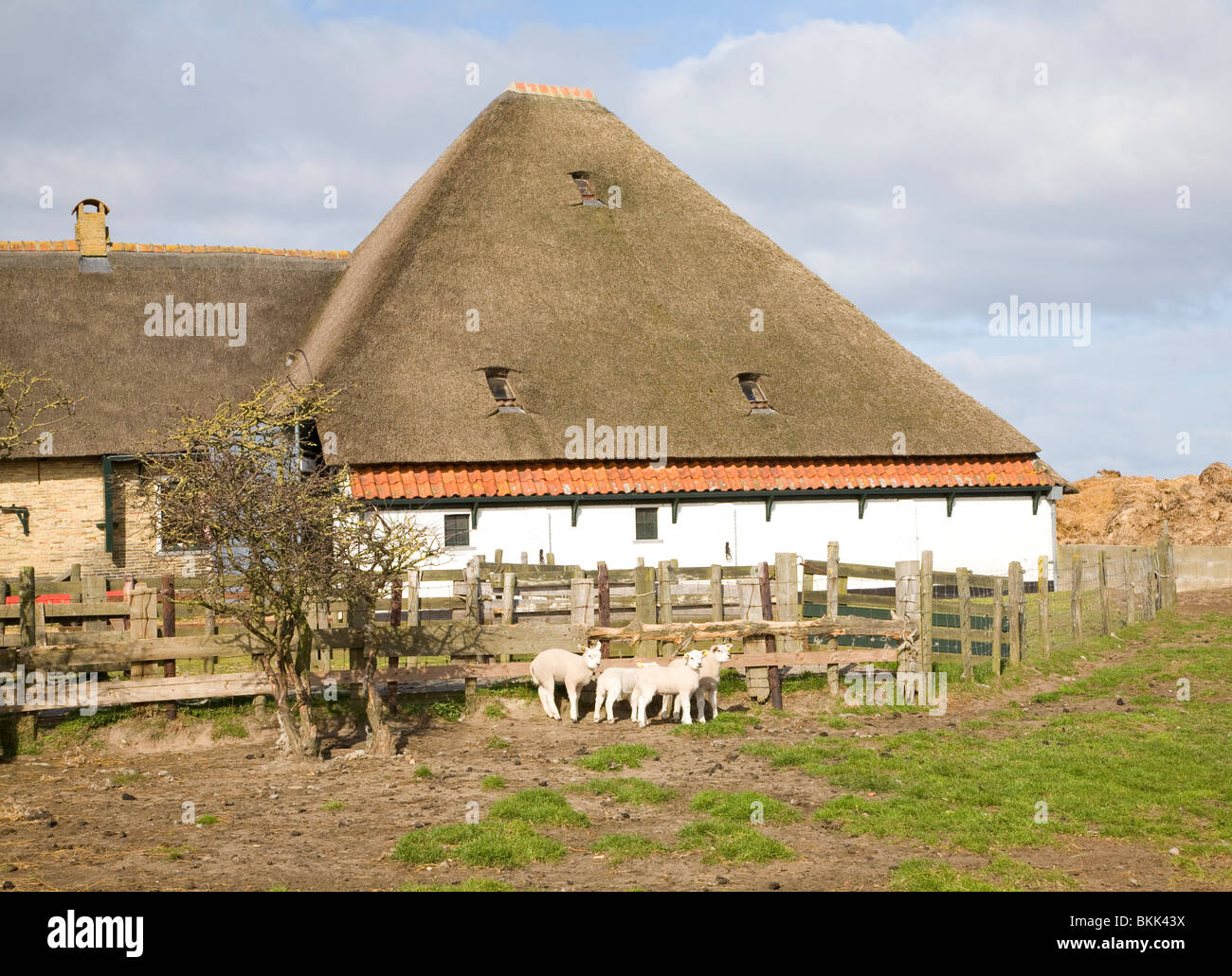 Sheep farm, Texel, Netherlands Stock Photo - Alamy