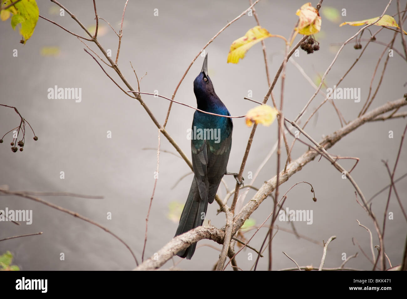 Black bird hi-res stock photography and images - Alamy