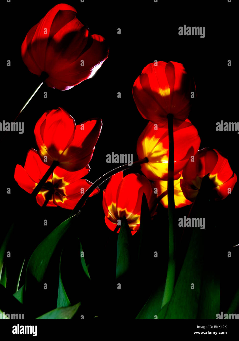 Tulipa night glow hi-res stock photography and images - Alamy