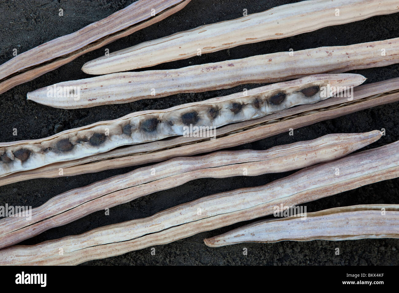 Seed pods hi-res stock photography and images - Alamy