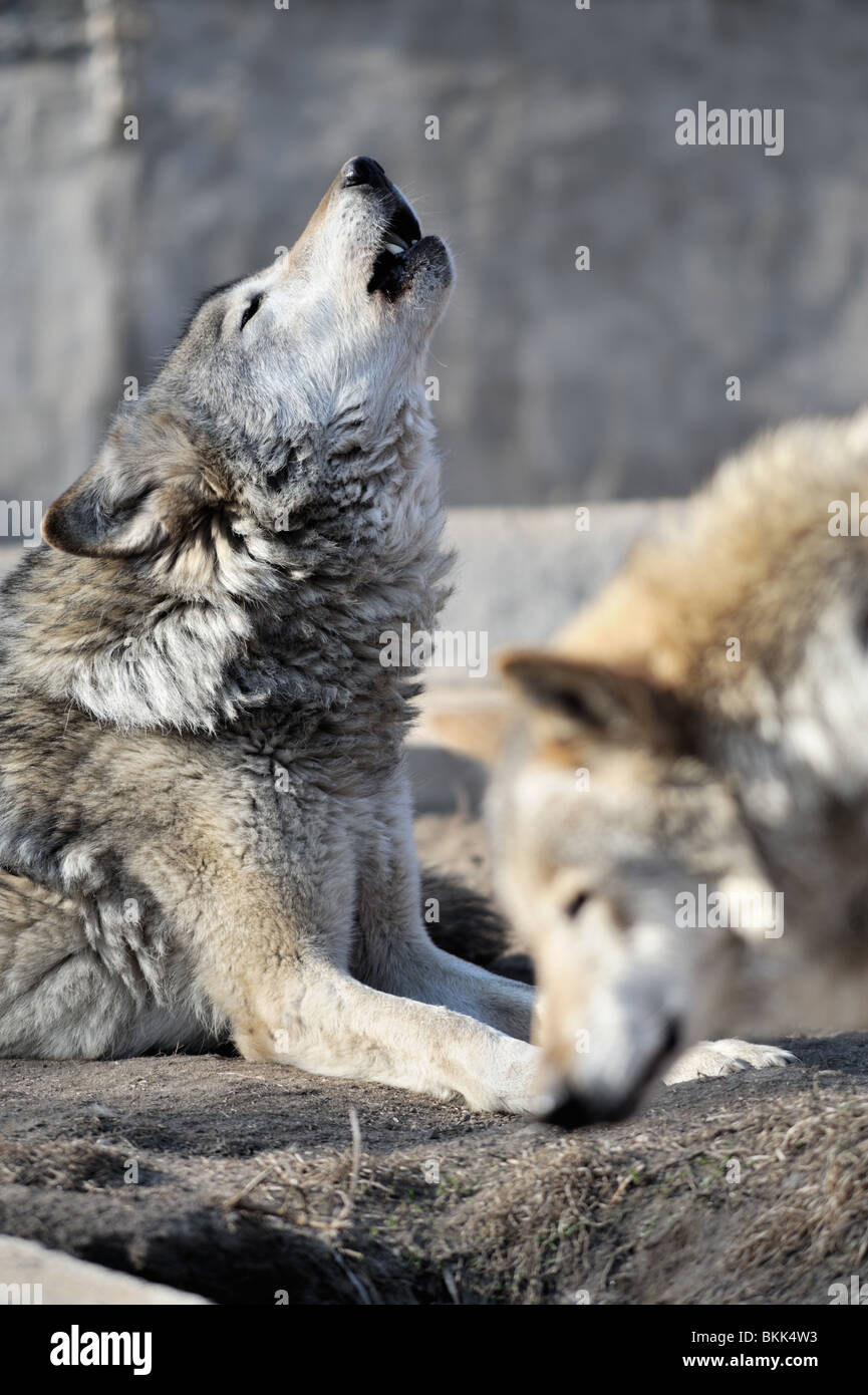 Howling wolf in a Moscow Zoo Stock Photo - Alamy