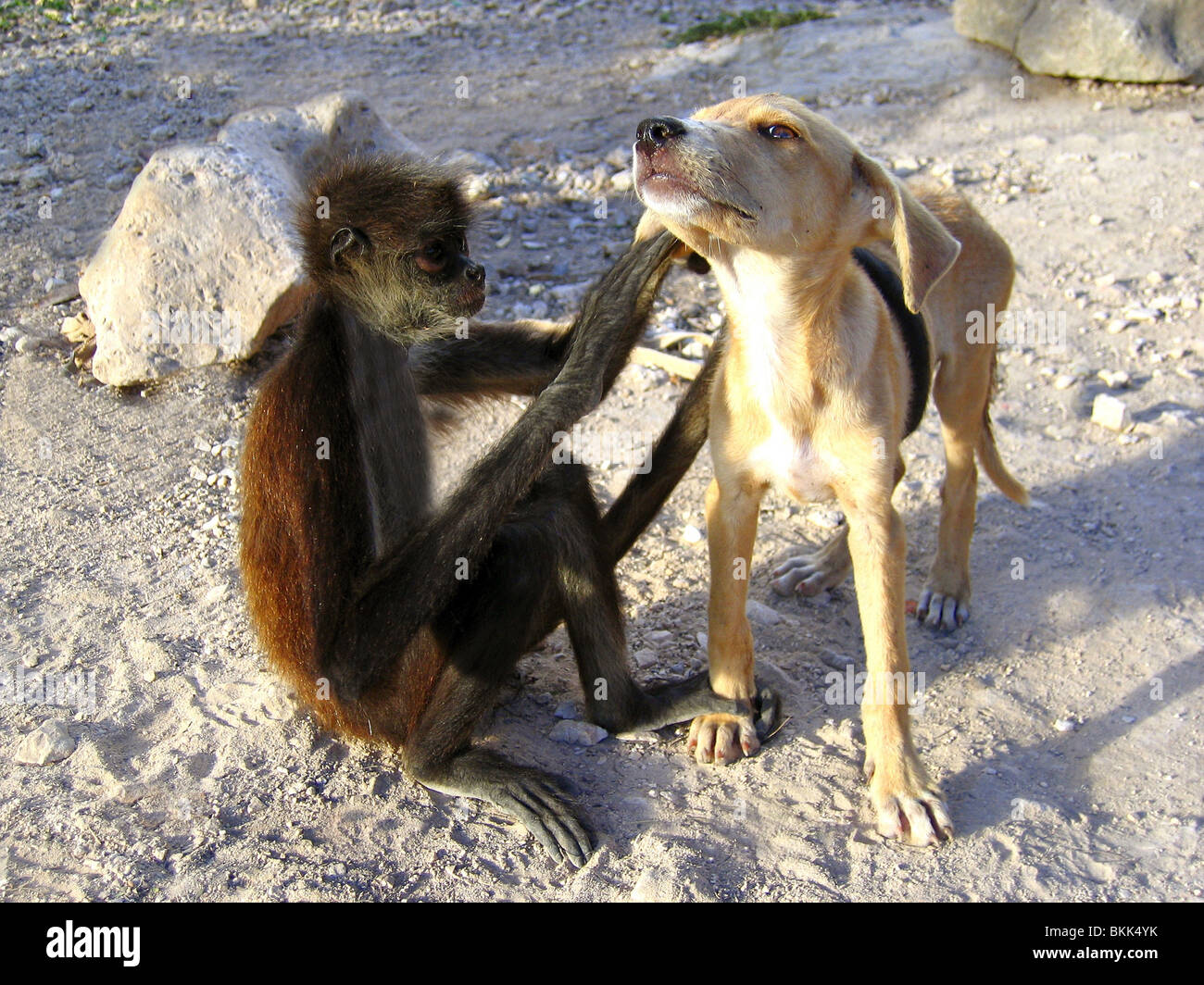 Dog Monkey Stock Photos & Dog Monkey Stock Images - Alamy