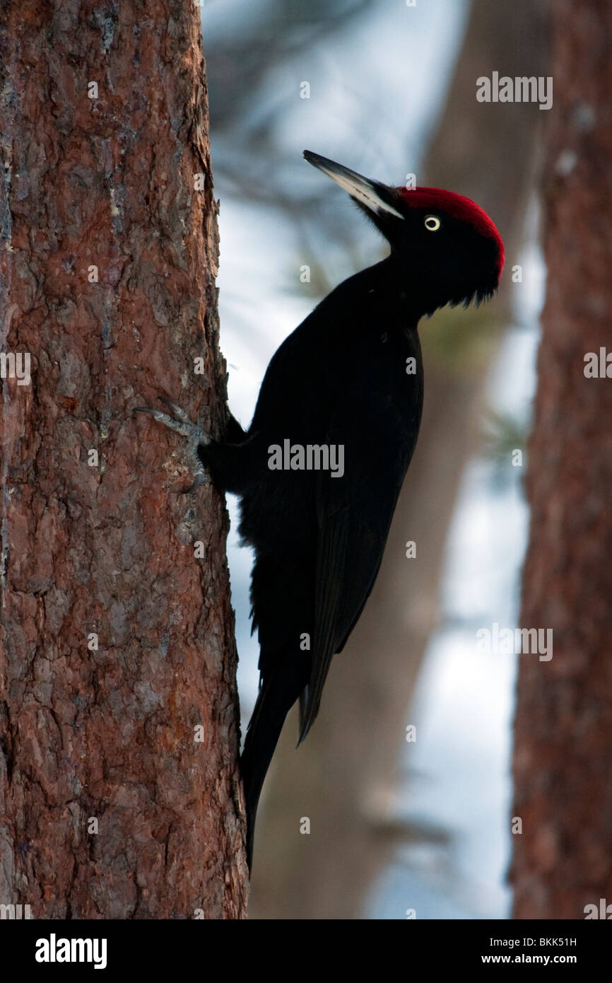 Bird black woodbecker Stock Photo - Alamy