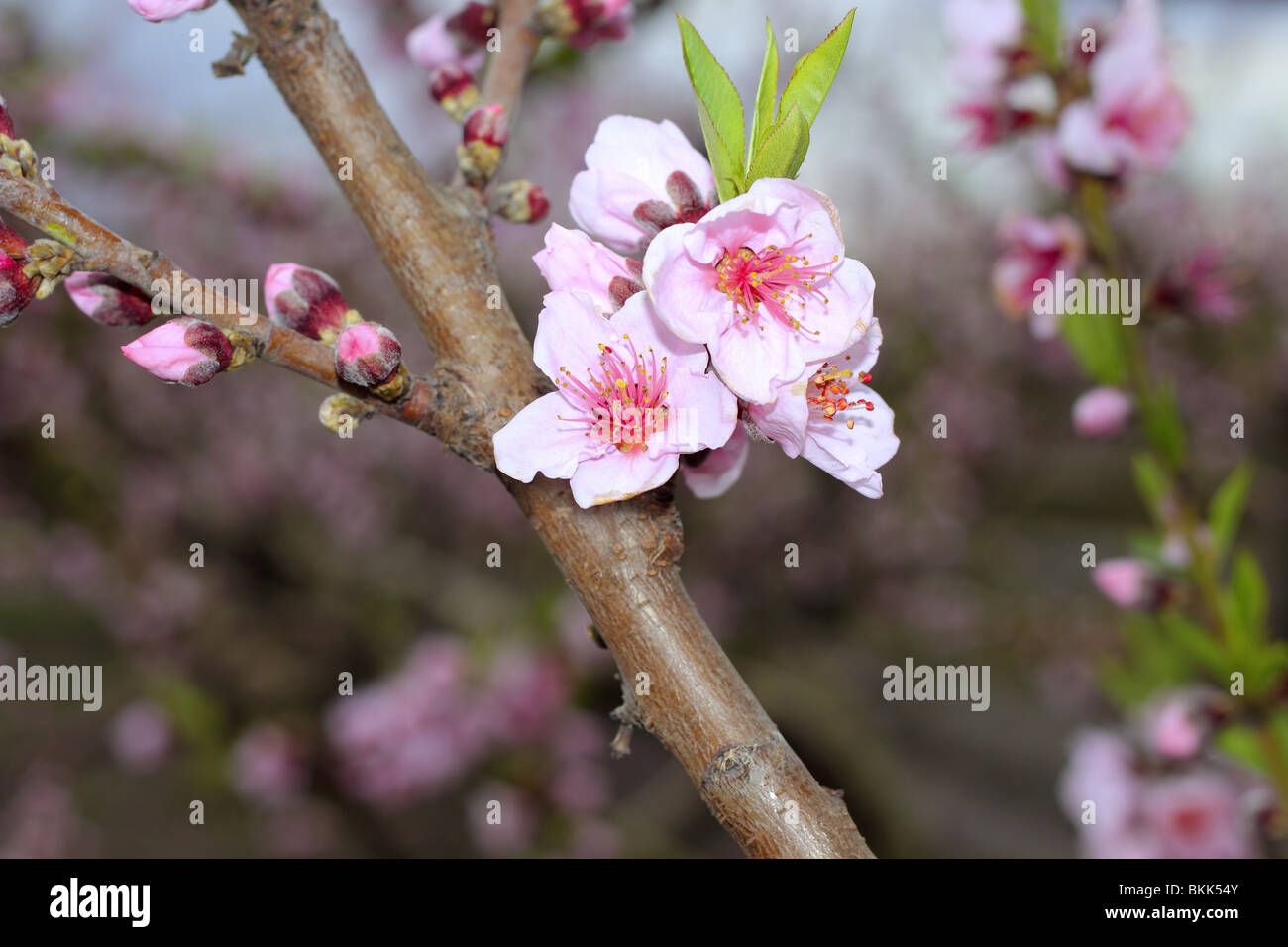 almond spring flowers on tree branch in mediterranean field Stock Photo ...