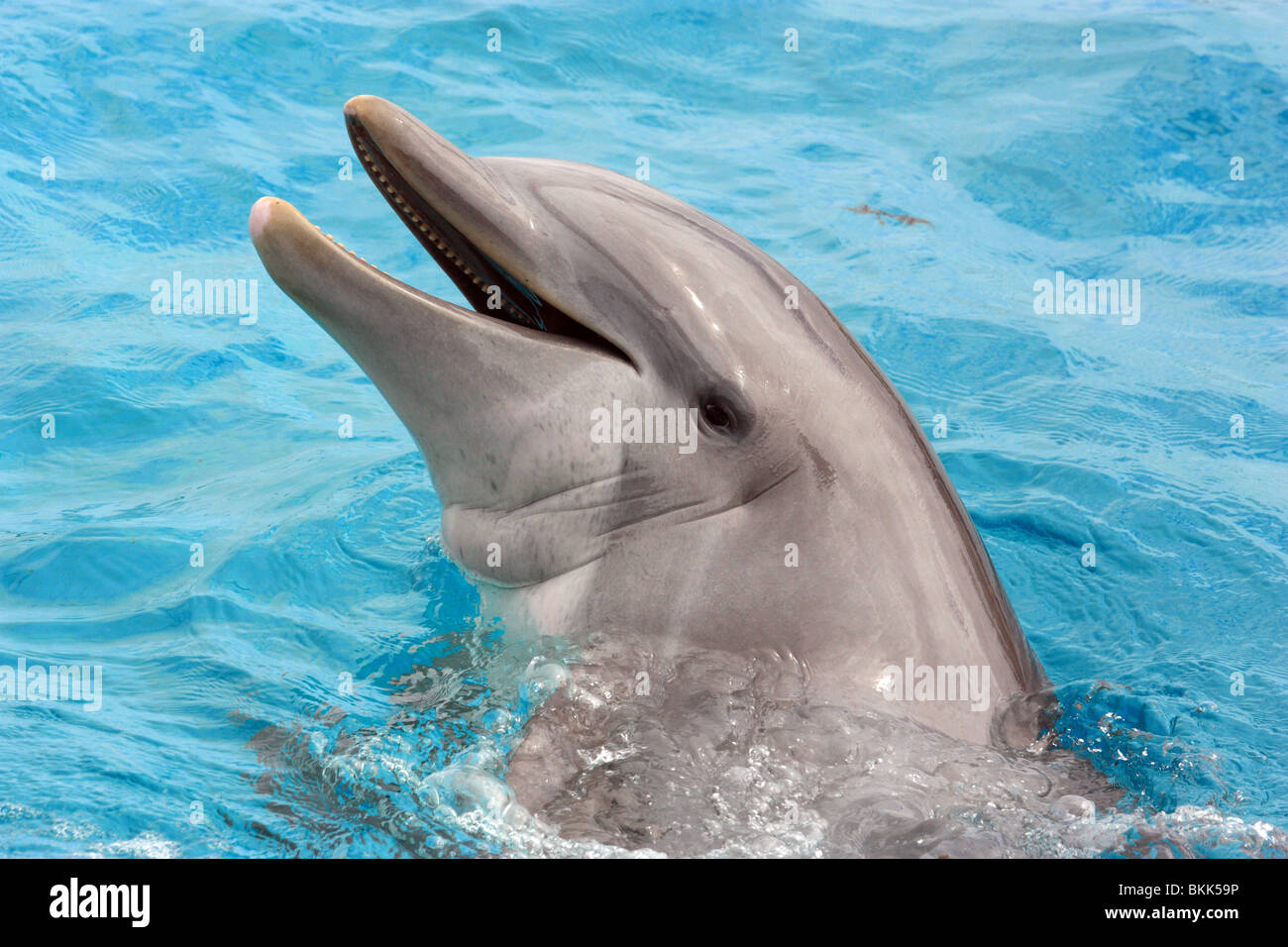 CLOSE UP PHOTOS OF DOLPHINS IN A POOL BDA Stock Photo - Alamy