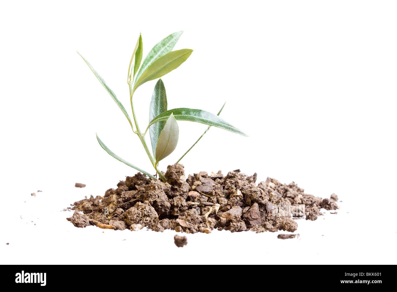 image of a little tree isolated over a white background with a protect ...