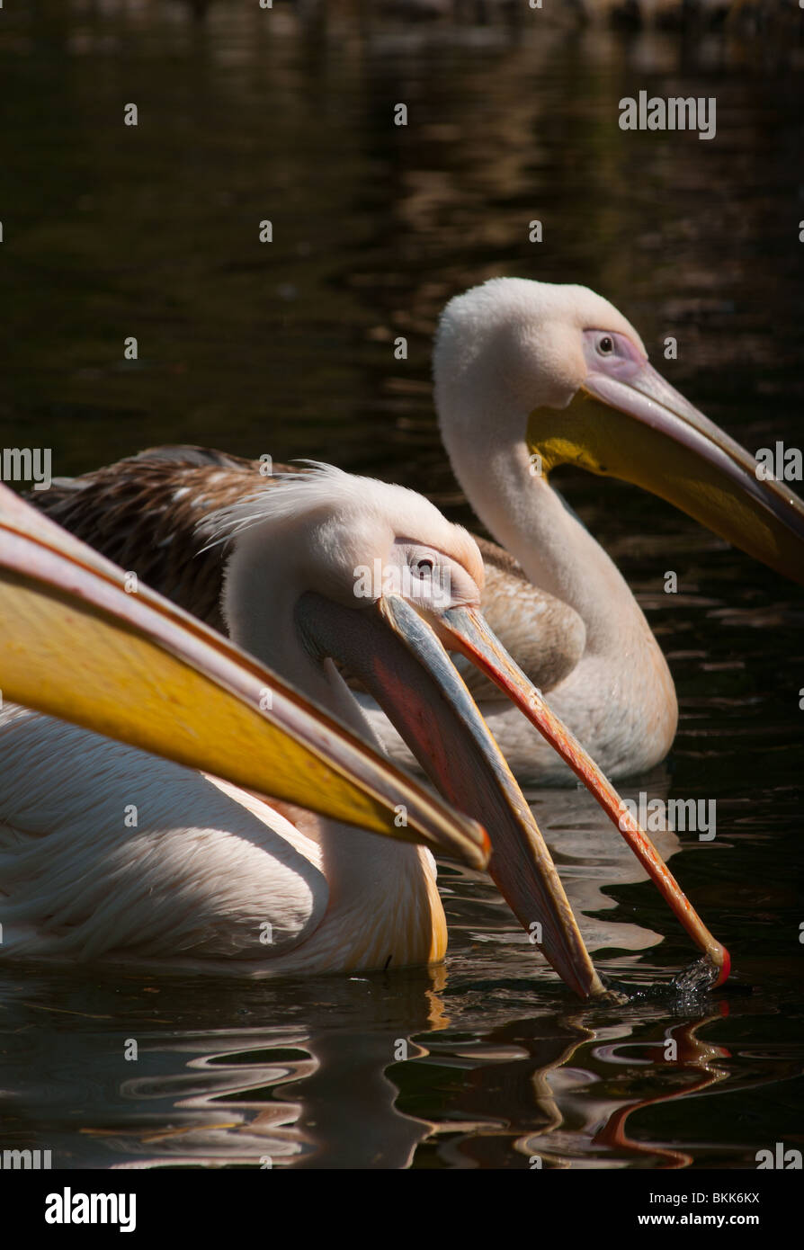 Side profile of pelican in water hi-res stock photography and images ...