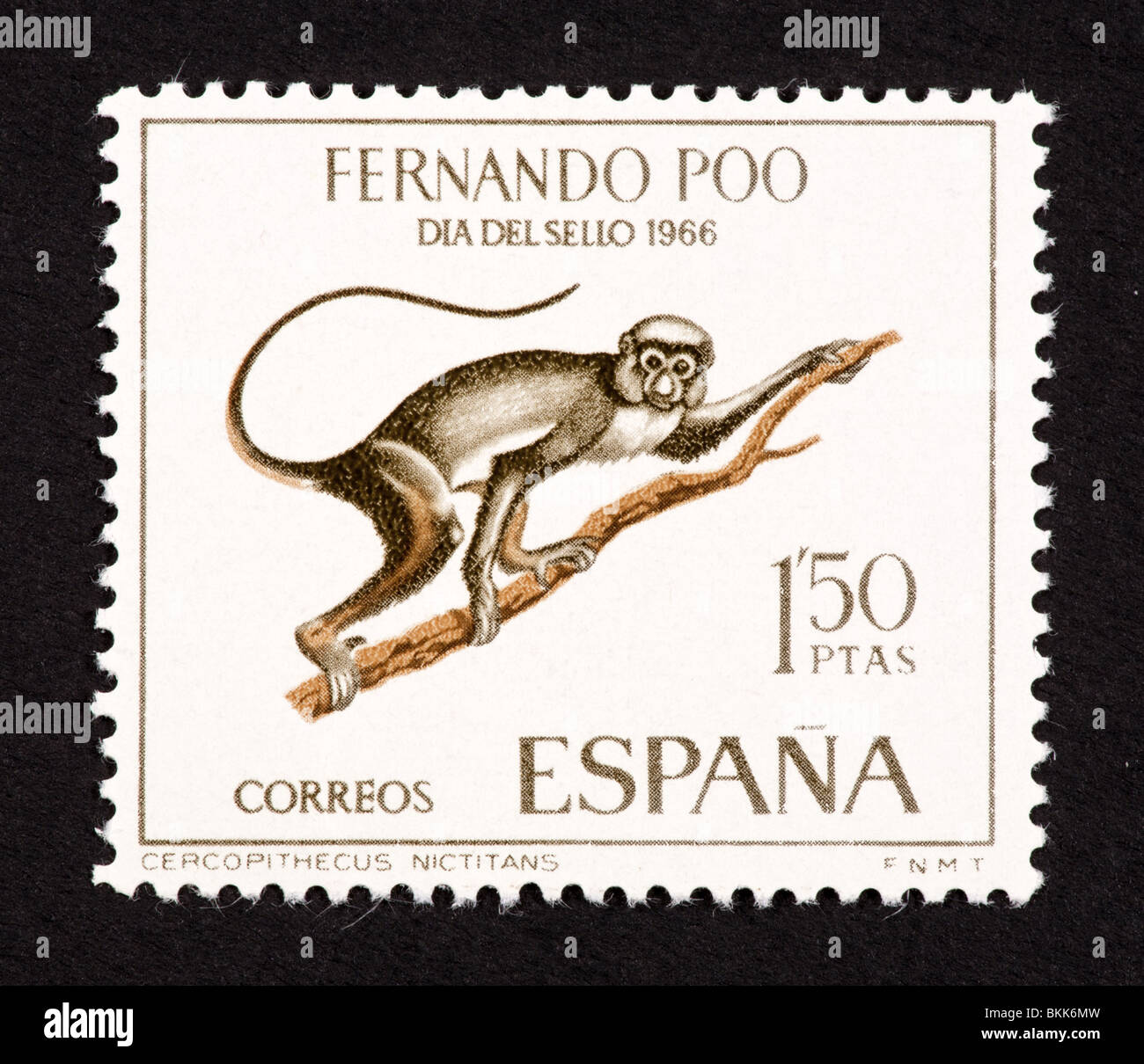 Postage stamp from Fernando Po depicting a white nosed monkey Stock ...