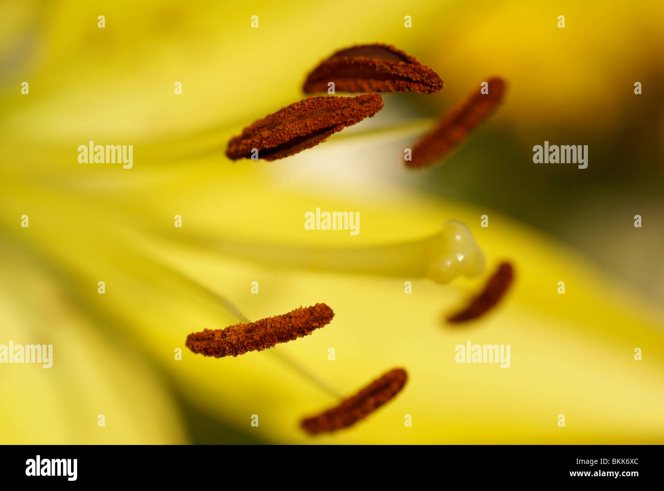Yellow Lily (Stargazer) Macro 2 Stock Photo - Alamy