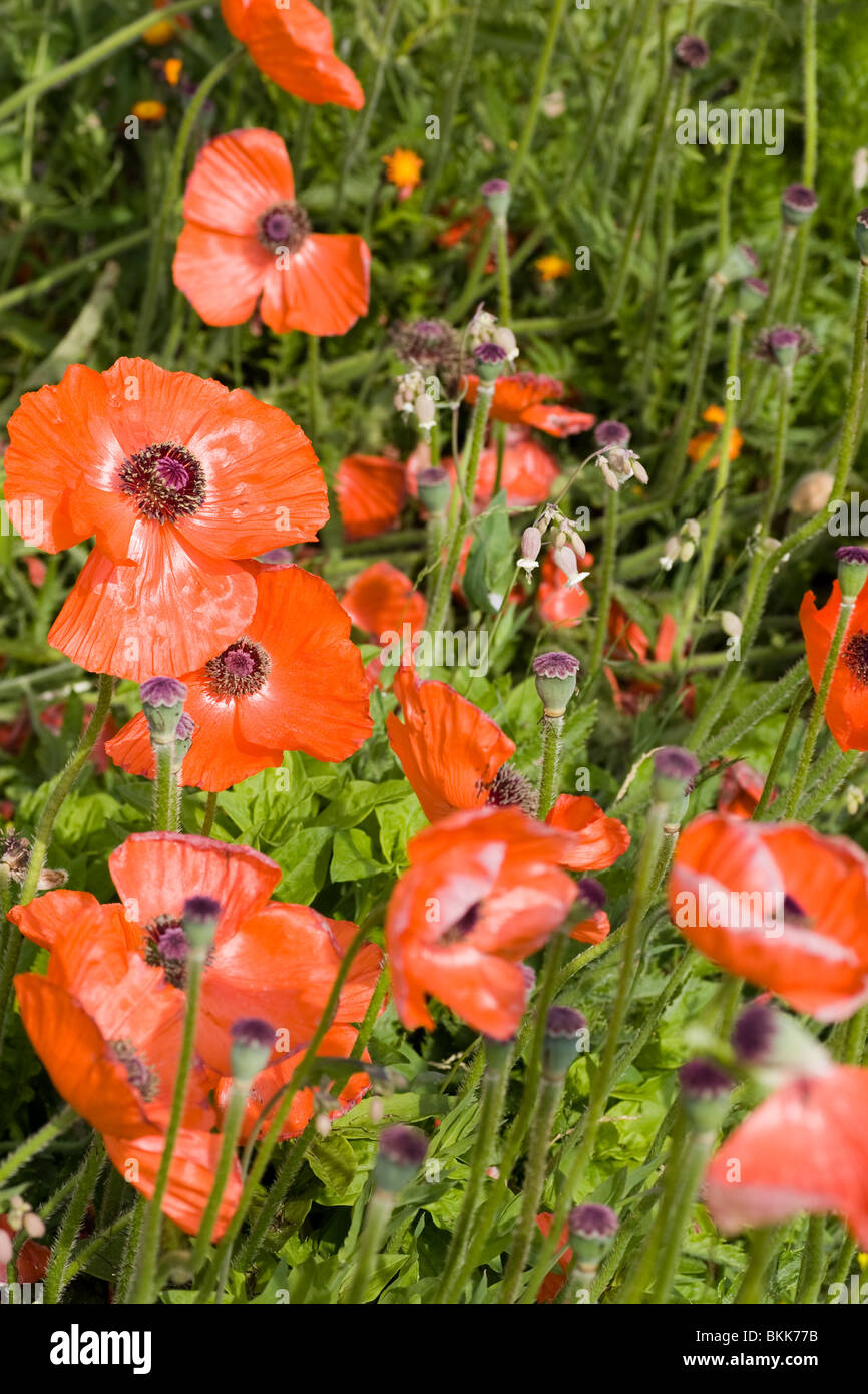 A patch of bright red poppies Stock Photo - Alamy