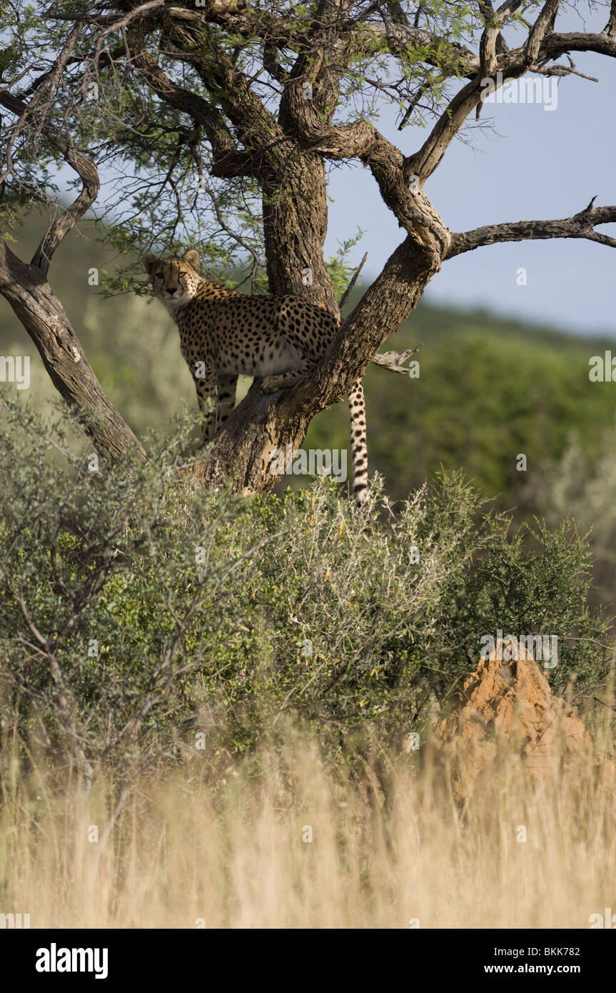 Cheetah in the tree hi-res stock photography and images - Alamy