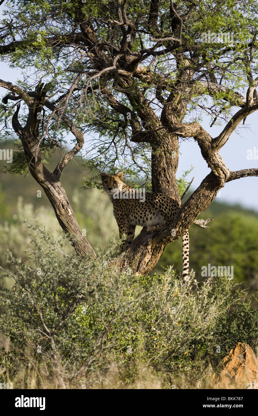 Cheetah tree hi-res stock photography and images - Alamy