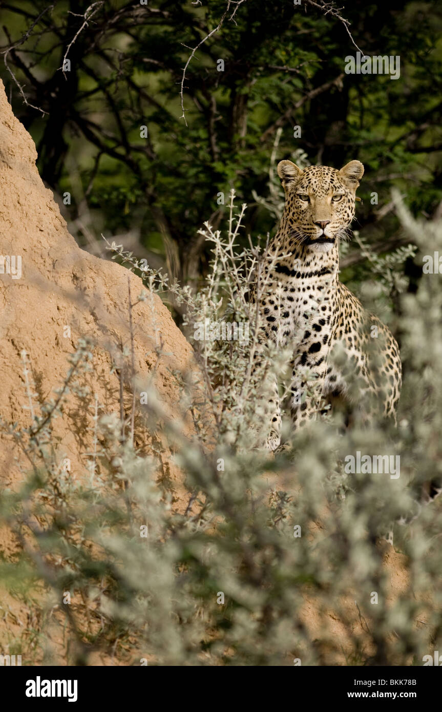 Leopard in the grass, Namibia, Southern Africa Stock Photo - Alamy