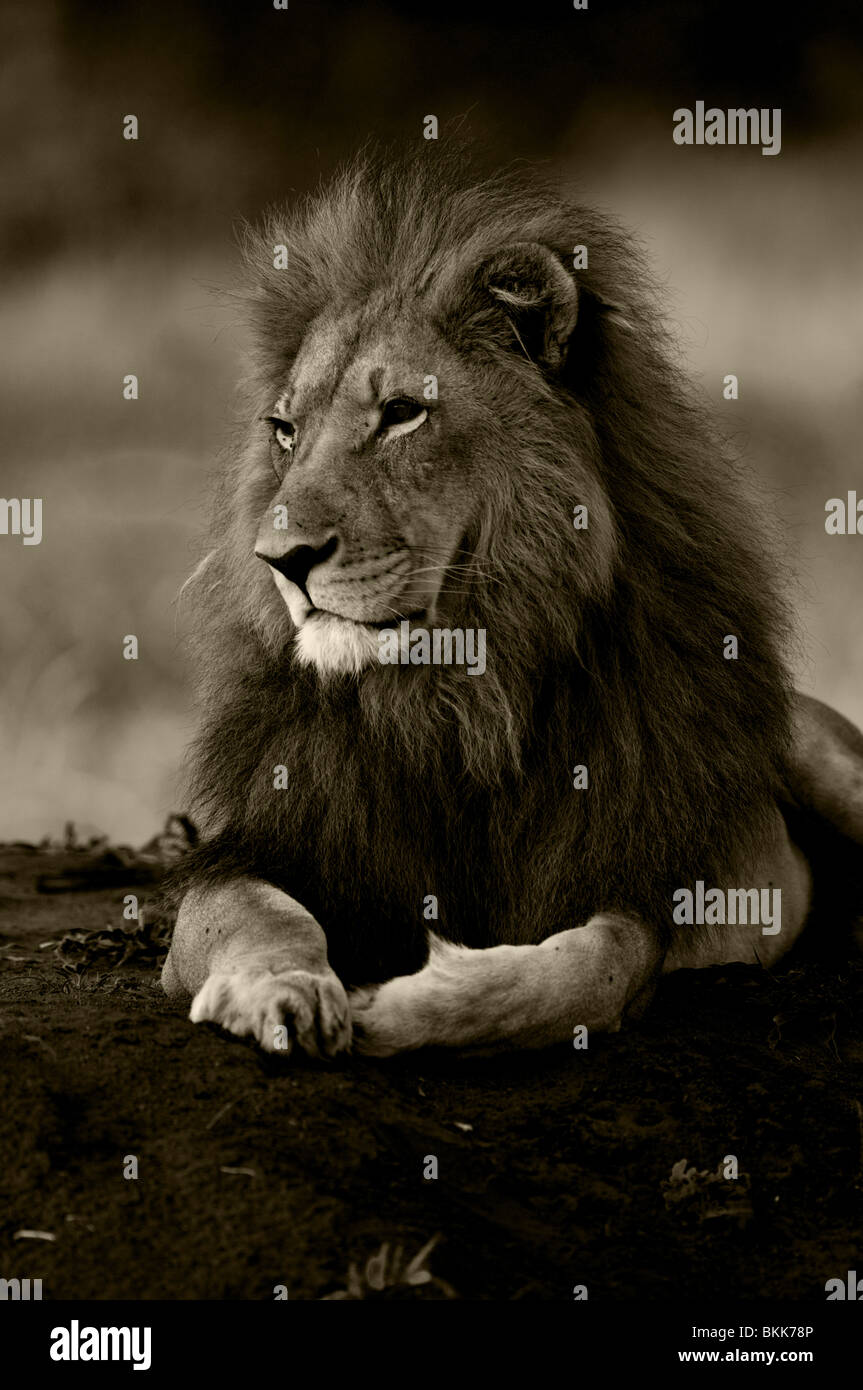 Male lion red mane hi-res stock photography and images - Alamy