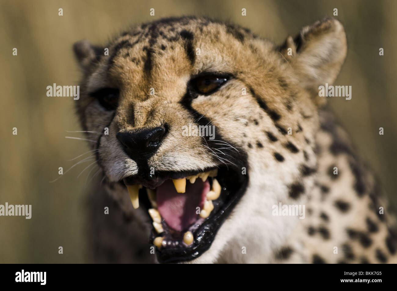 Angry cheetah, Okonjima, Namibia Stock Photo - Alamy