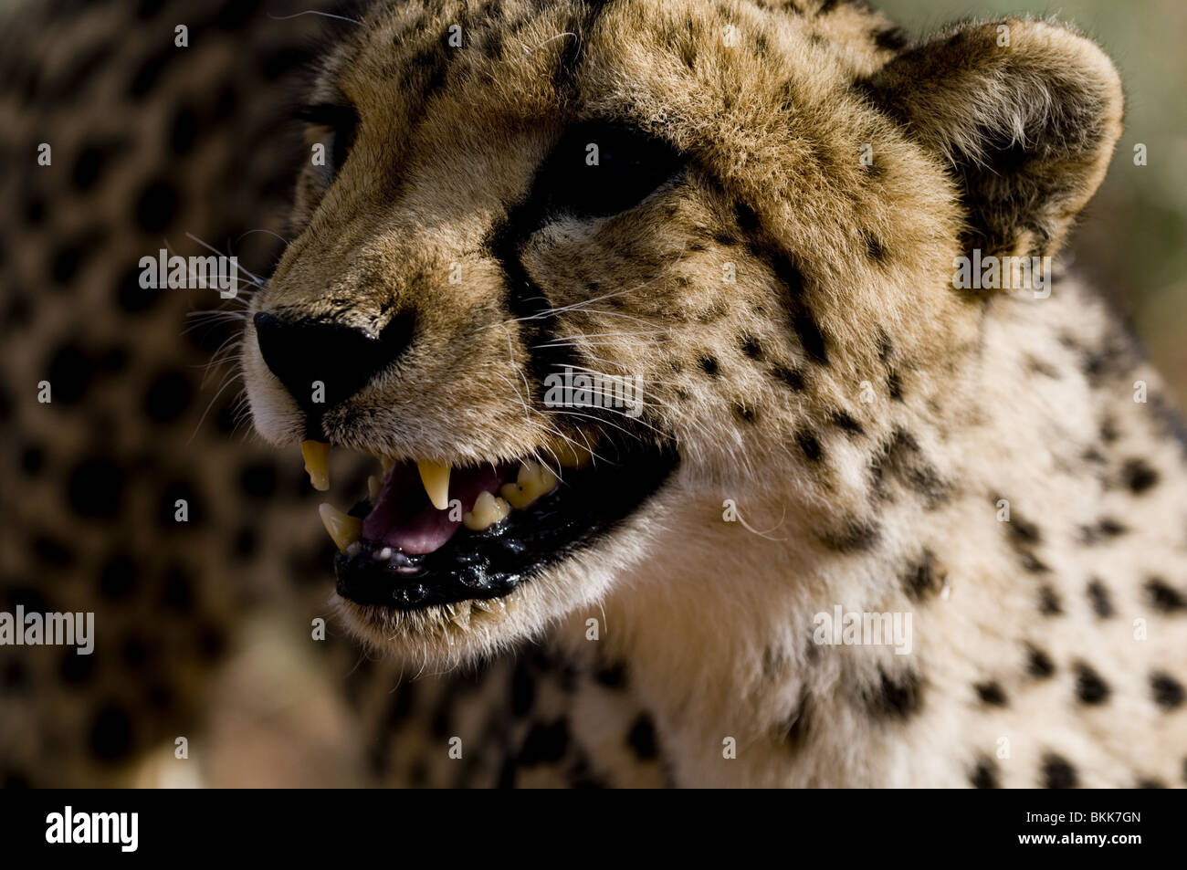Angry Cheetah