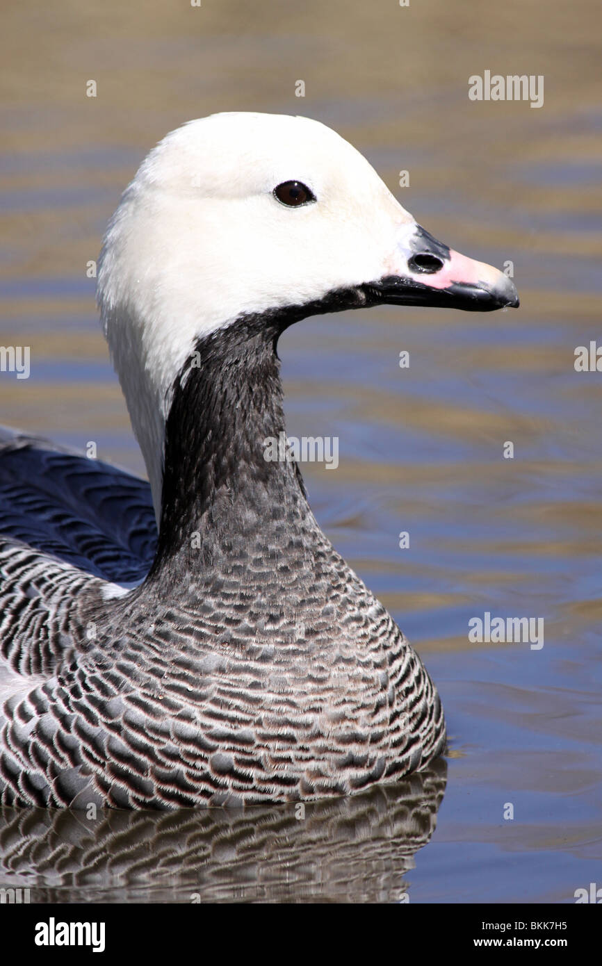 Emperor Goose High Resolution Stock Photography and Images - Alamy