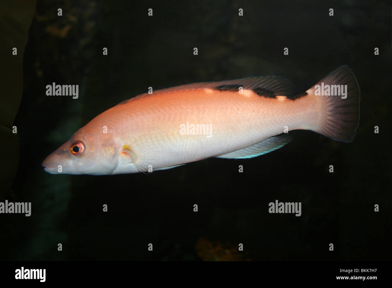 Female Cuckoo Wrasse Labrus mixta Stock Photo - Alamy