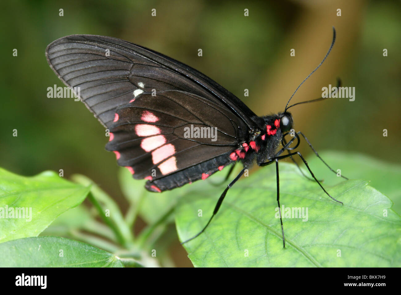 Transandean Cattleheart Butterfly Parides iphidamas Stock Photo - Alamy