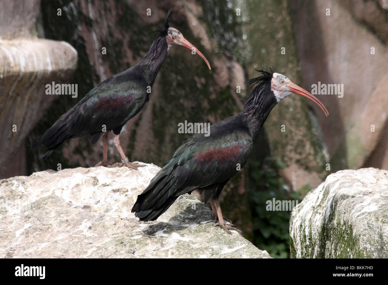 Tijja mezguitem hi-res stock photography and images - Alamy