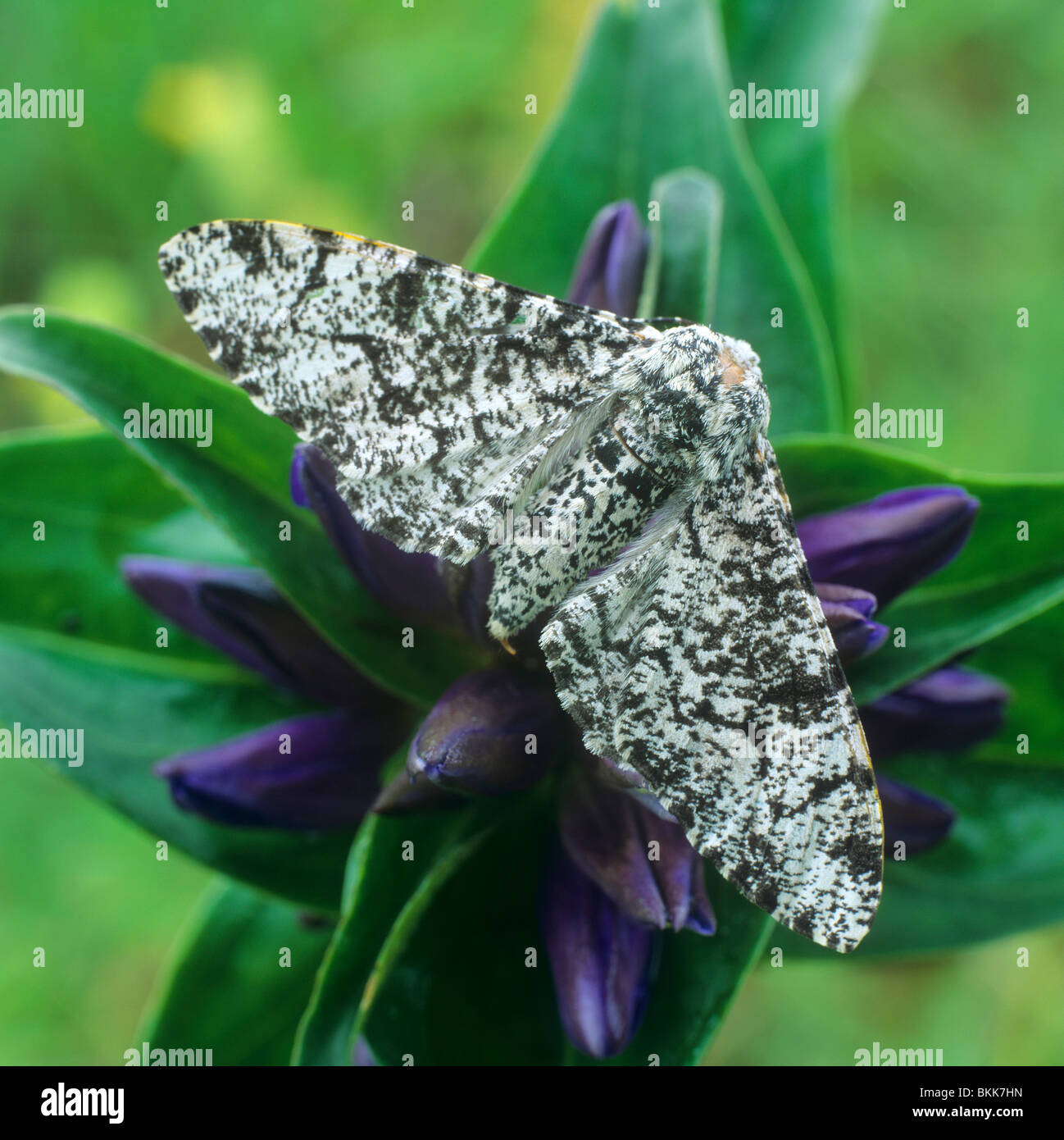 Peppered Moth (Biston betularia), adult on a Gentian flower Stock Photo ...