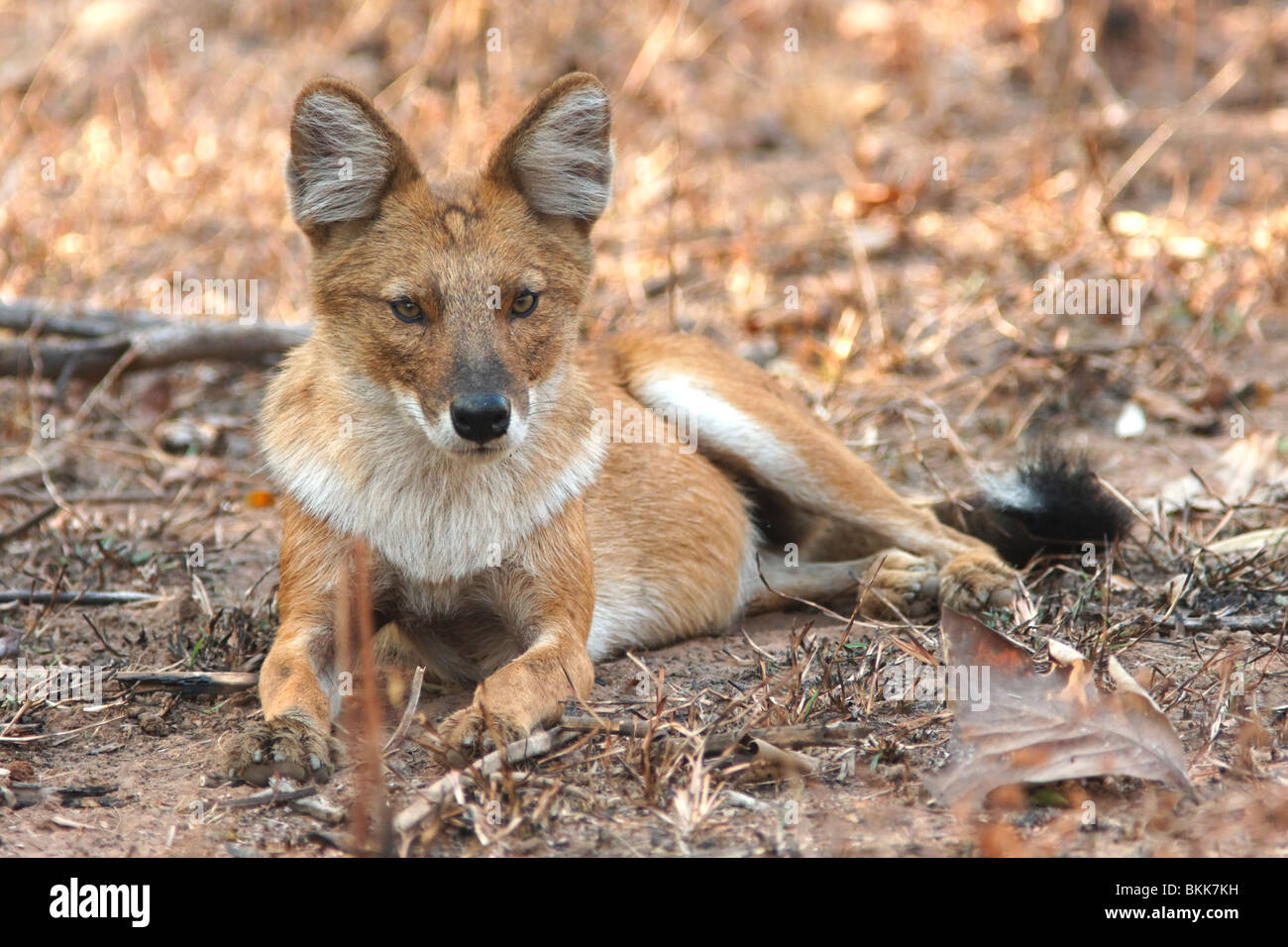 Wild Dog or Dhole (Cuon alpinus Stock Photo - Alamy