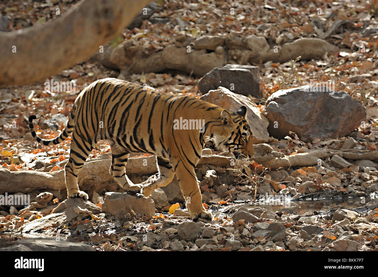 Tiger in the dry deciduous habitat of Ranthanbhore tiger reserve Stock ...