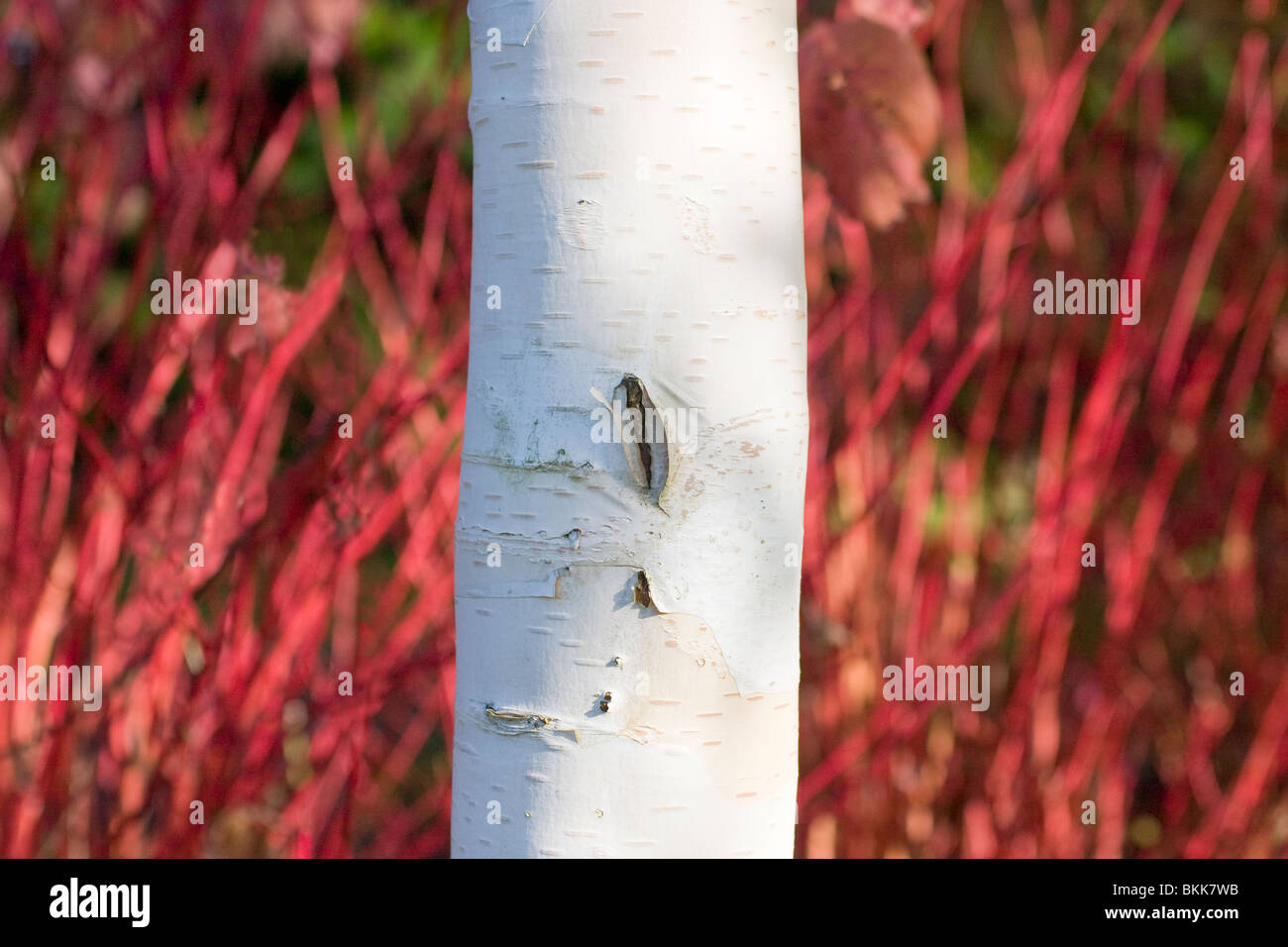 Betula utilis jacquemonti autumn hi-res stock photography and images ...