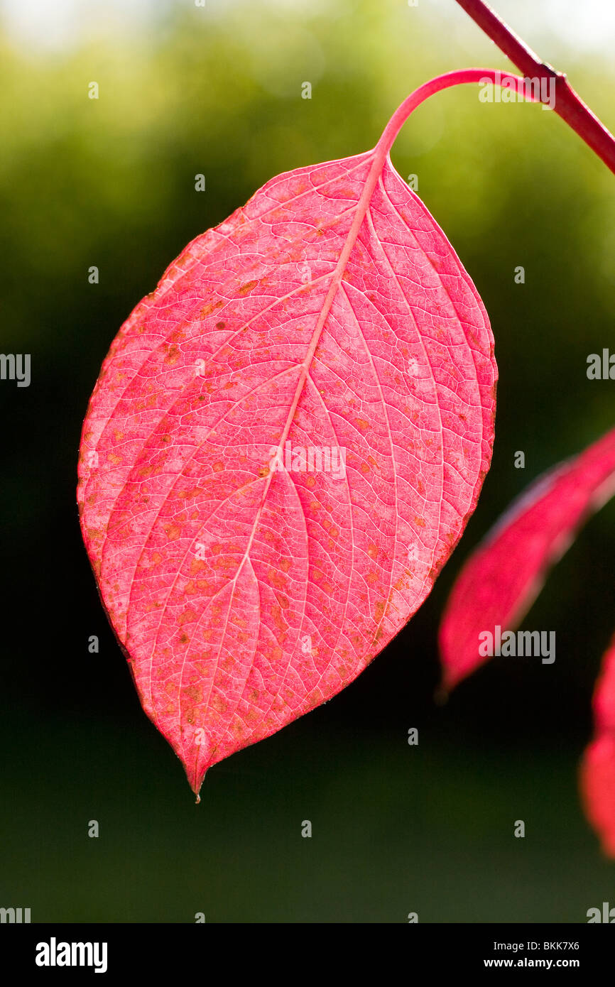 Dogwood tree autumn hi-res stock photography and images - Alamy
