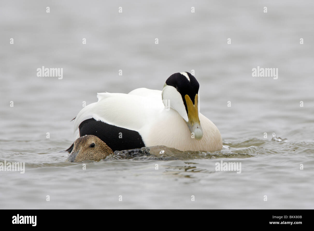 Common Eider ducks mating on the water Stock Photo - Alamy