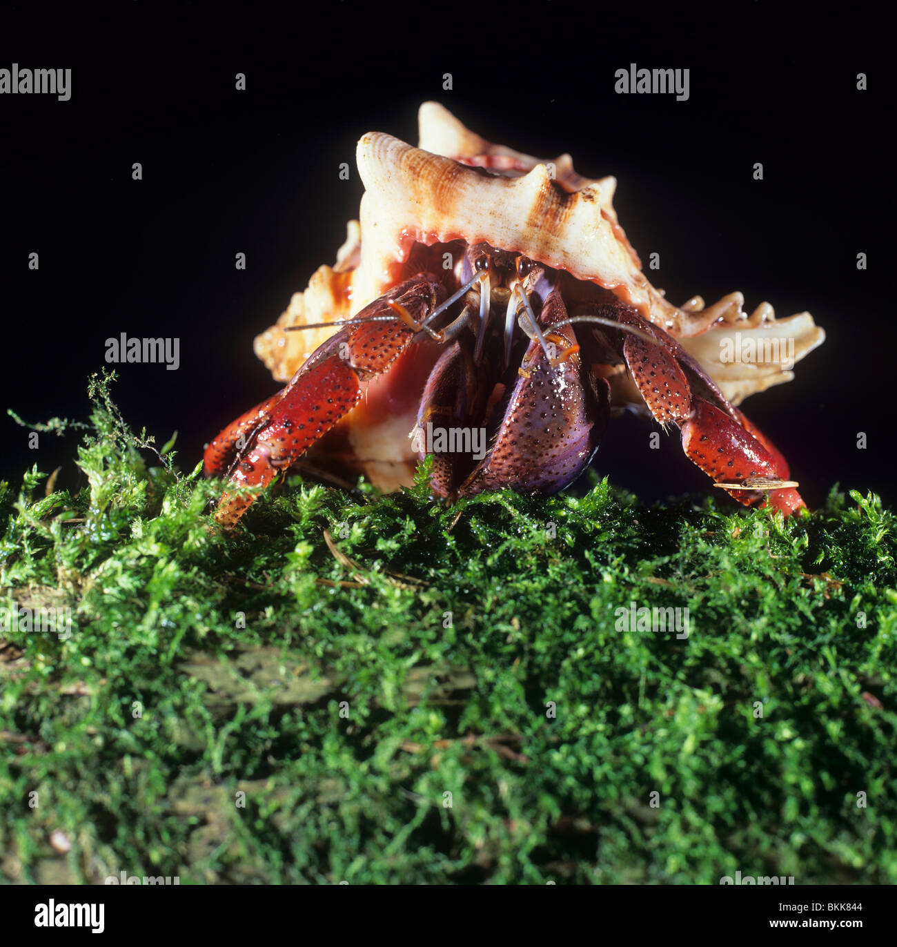 Terrestrial hermit crab hi-res stock photography and images - Alamy