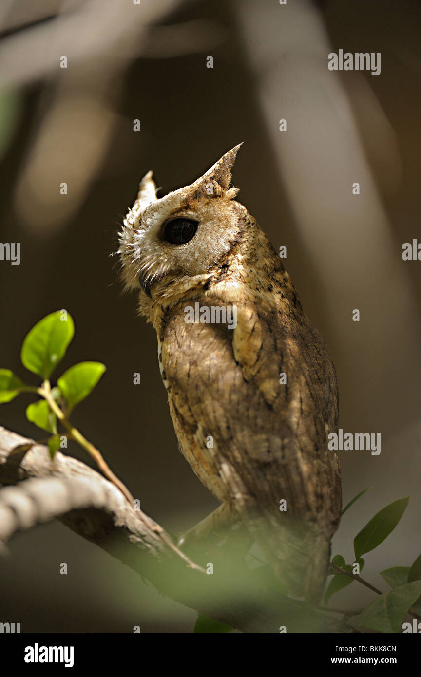 Collared scops owl hi-res stock photography and images - Alamy