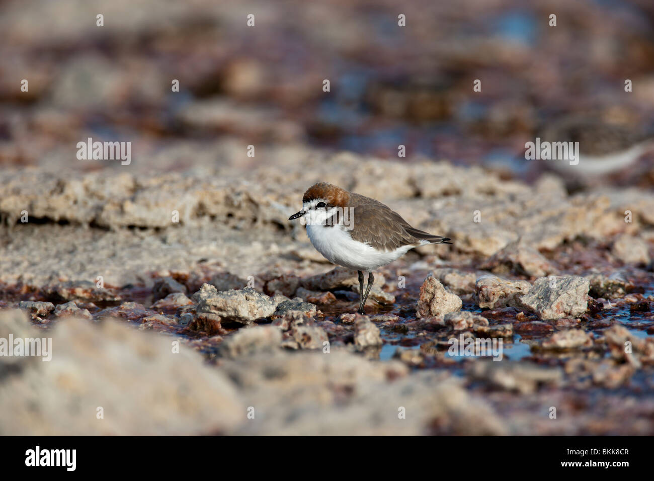 Red Capped Plover Australia High Resolution Stock Photography and ...
