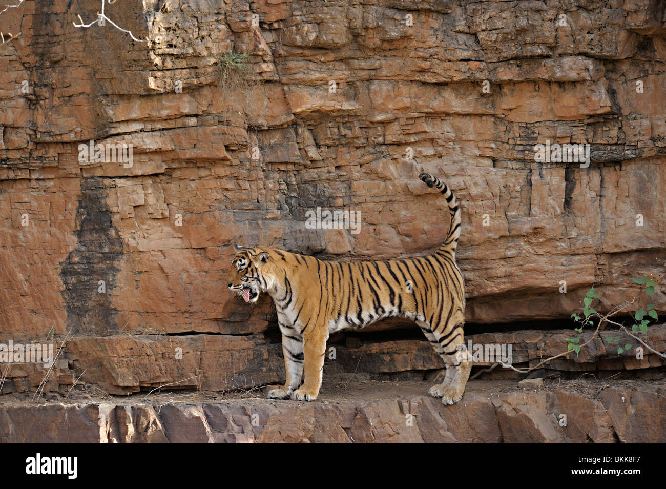 Tiger rocks hi-res stock photography and images - Alamy