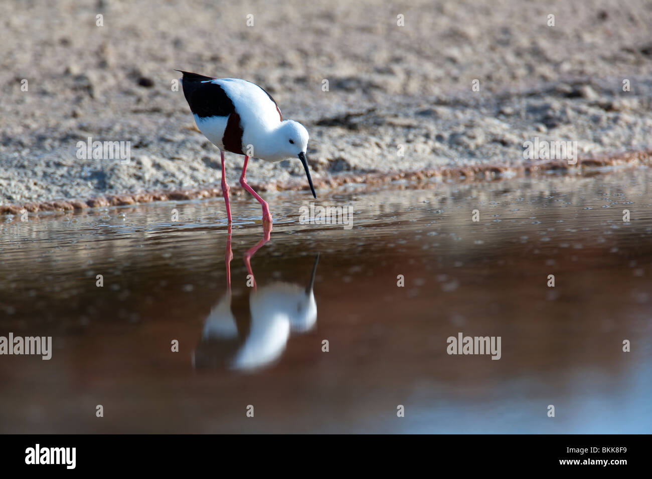 Banded Stilt. Cladorhynchus leucocephalus. Endemic Rottnest Island ...