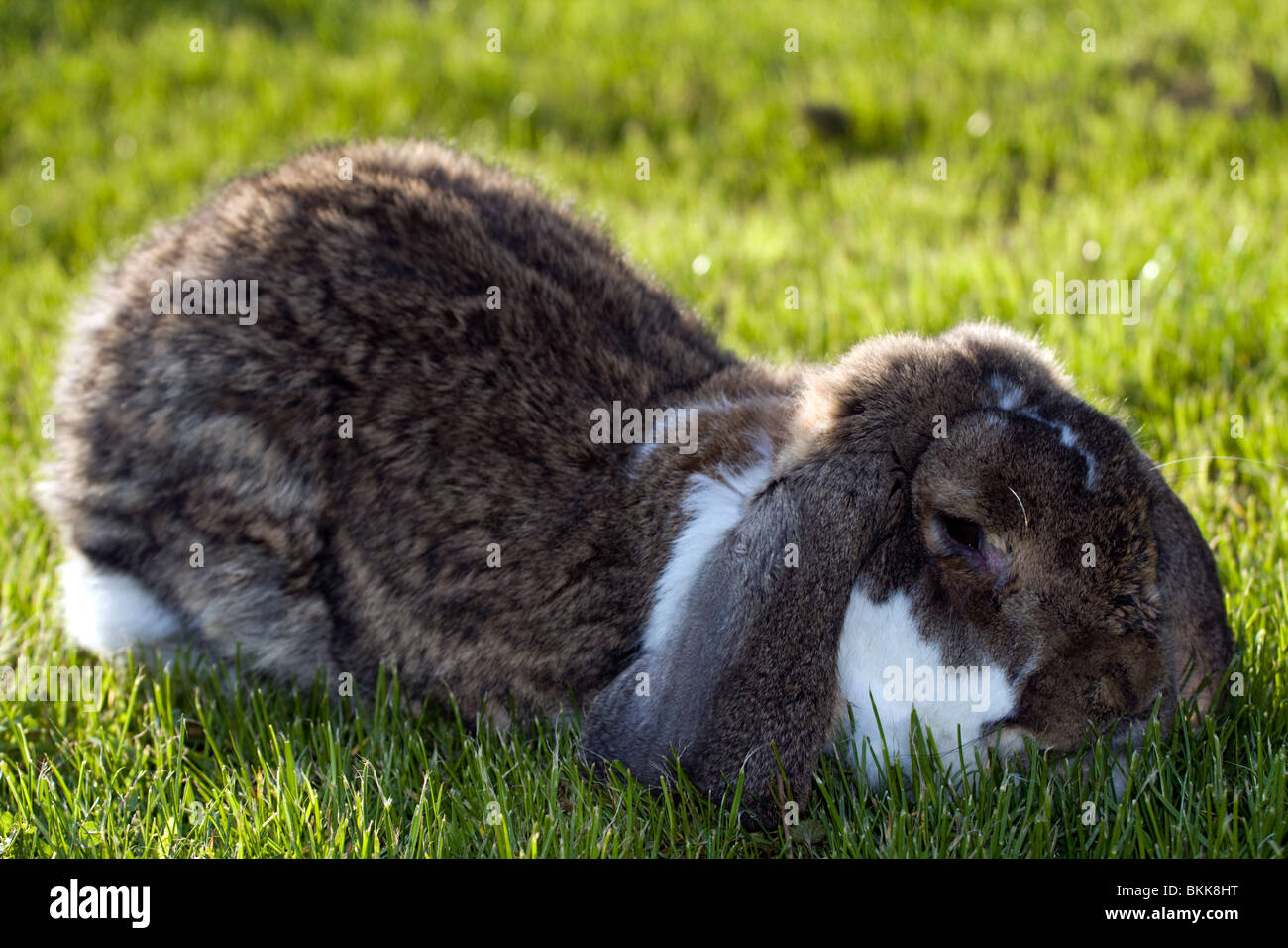White rabbit eat hi-res stock photography and images - Alamy