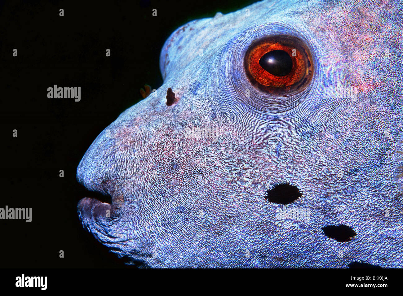 Blackspotted blaasop hi-res stock photography and images - Alamy