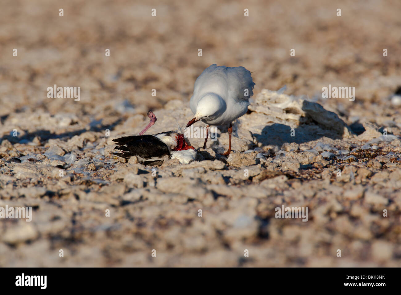 Banded stilt hi-res stock photography and images - Alamy