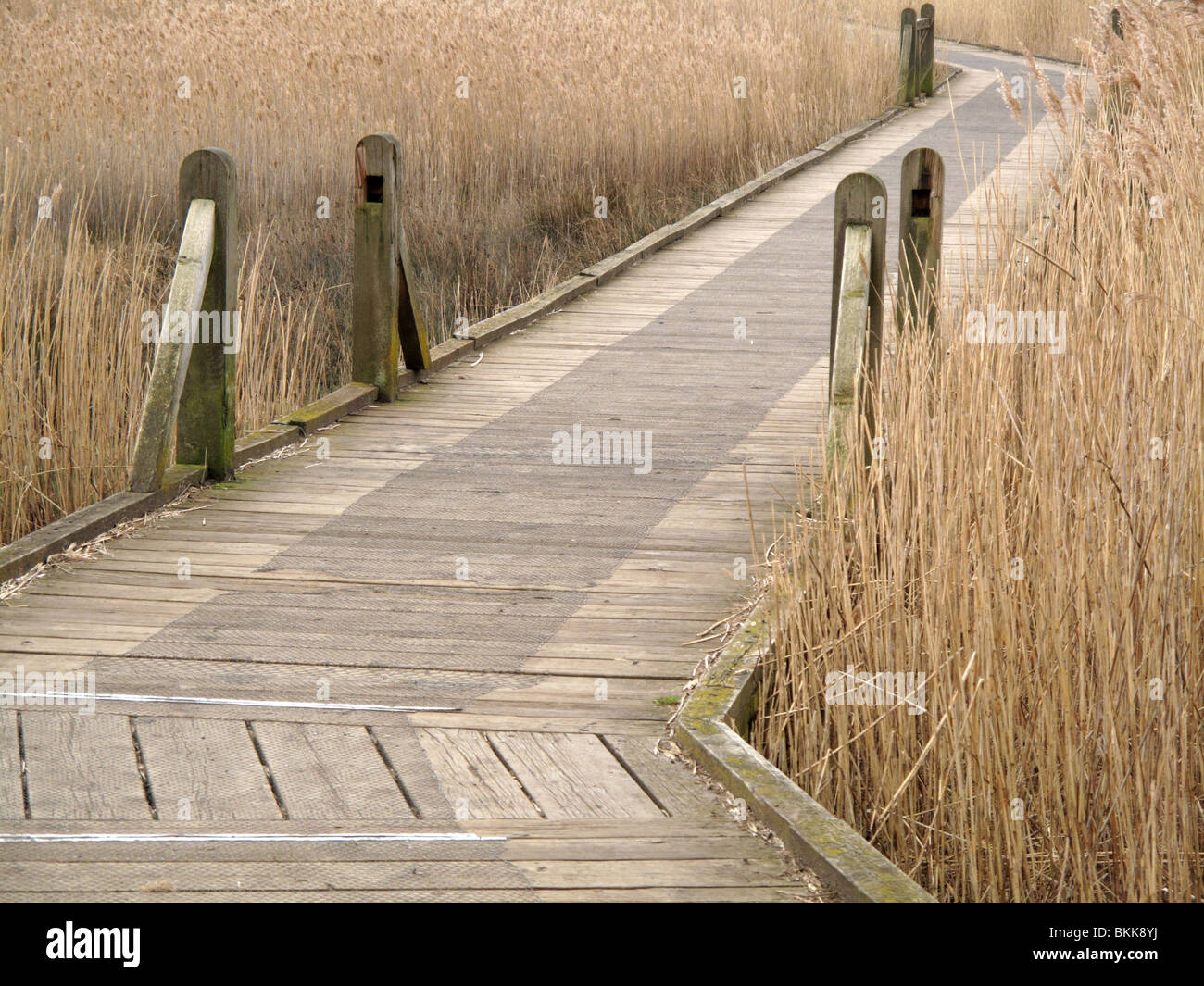 boardwalk through reed bed Stock Photo - Alamy