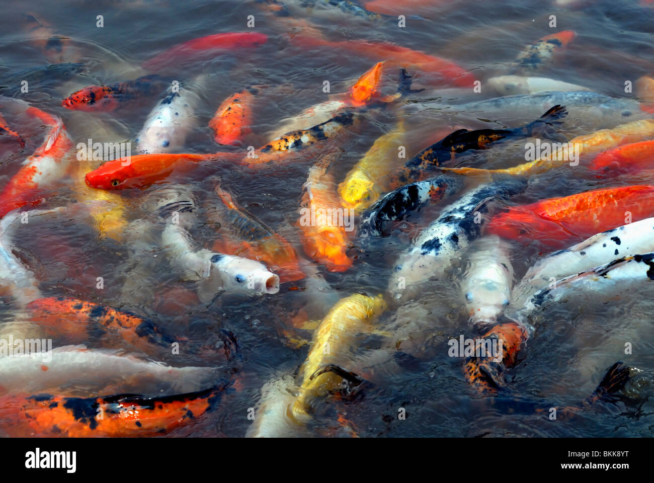 Koi carp fish in a lake,Chengdu,China Stock Photo - Alamy