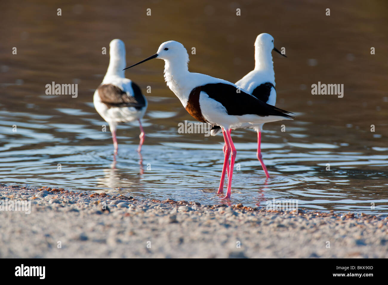 Banded Stilt. Cladorhynchus leucocephalus. Endemic Rottnest Island ...