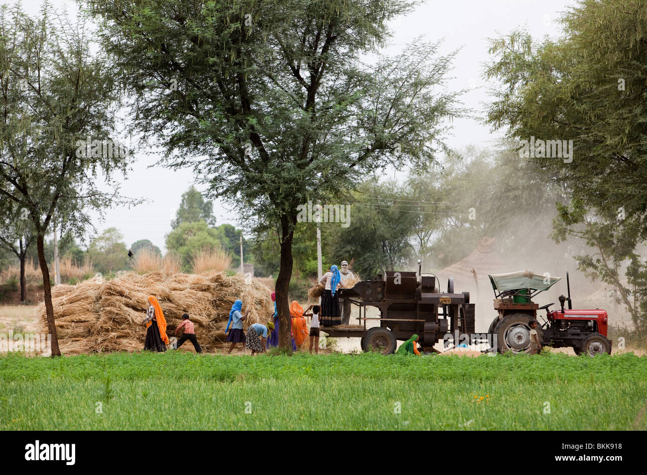 Agriculture in countryside with woman harvesting in rajasthan state in ...